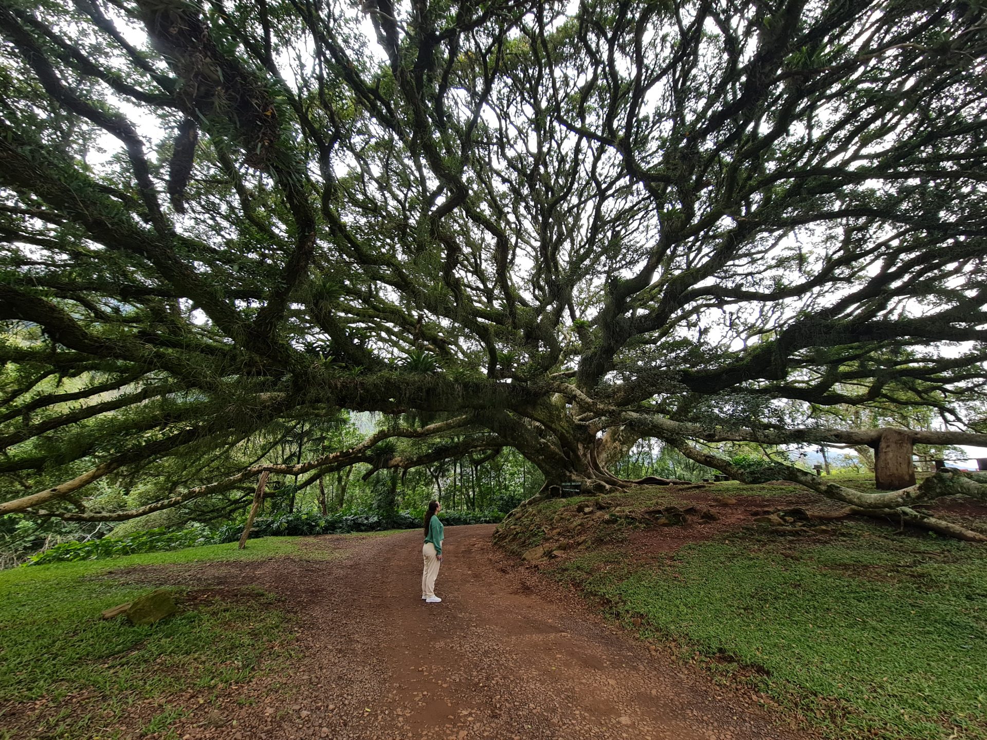 Figueira Centenária inaugura garden em outubro - 365 Vezes no Vale